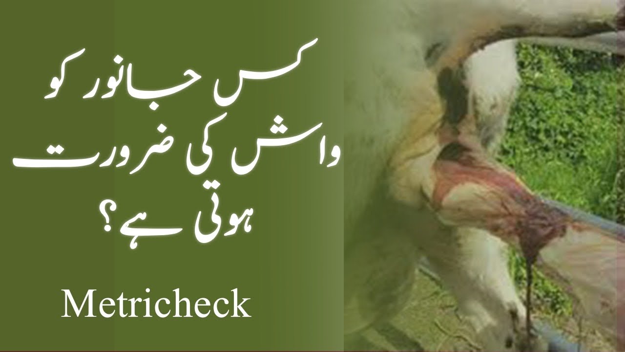 Which cows should be given intra-uterine wash? Metricheck reporting ...