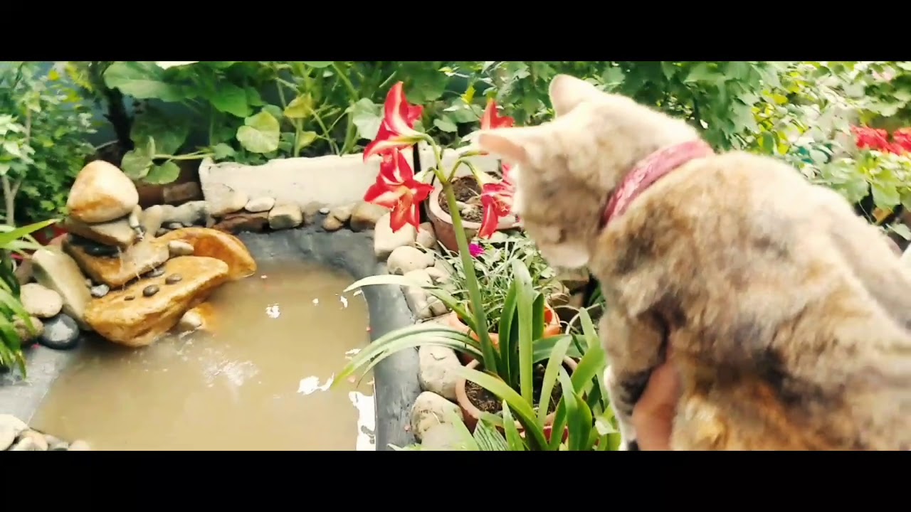 DIY CHEAP BALCONY FISH POND WITH WATER FALL. (Complete) - YouTube