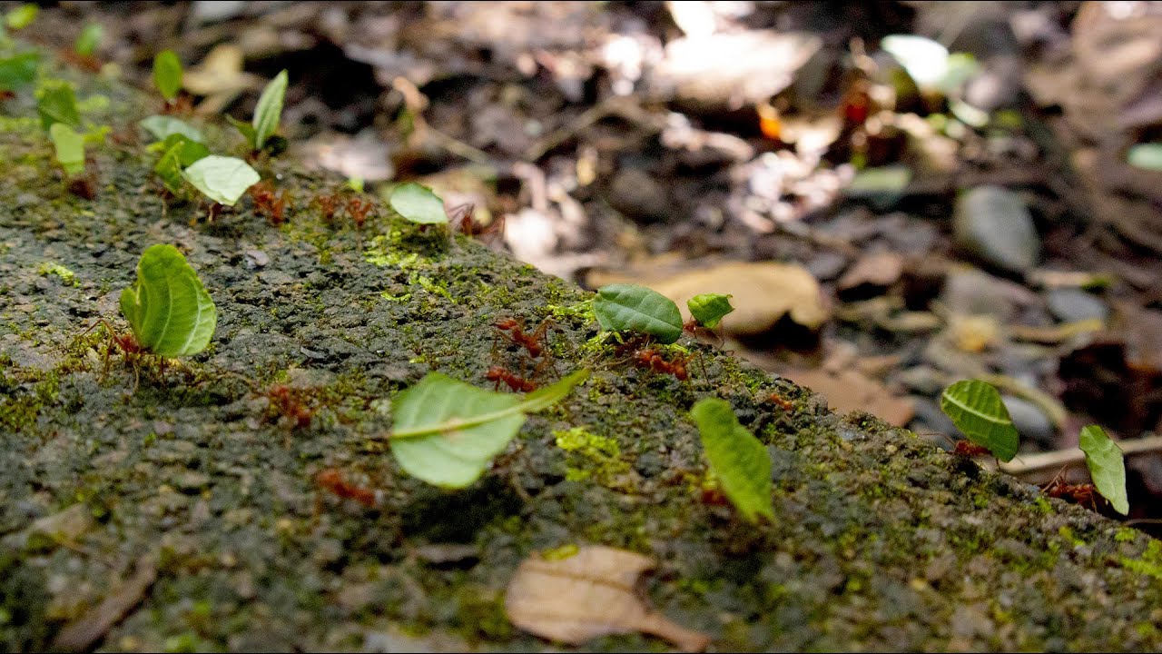 Costa Rica - Leaf Cutter Ants on the March - YouTube