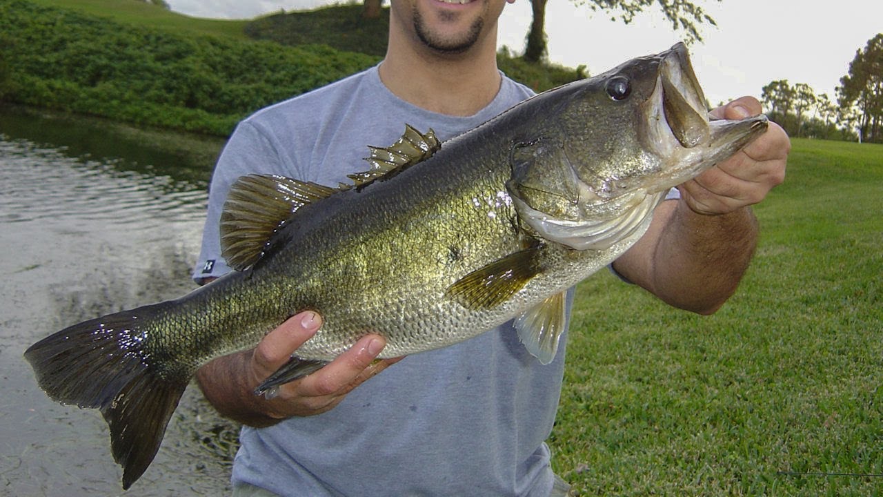 Bass Fishing (Florida Golf Course Pond) PART 1 - YouTube