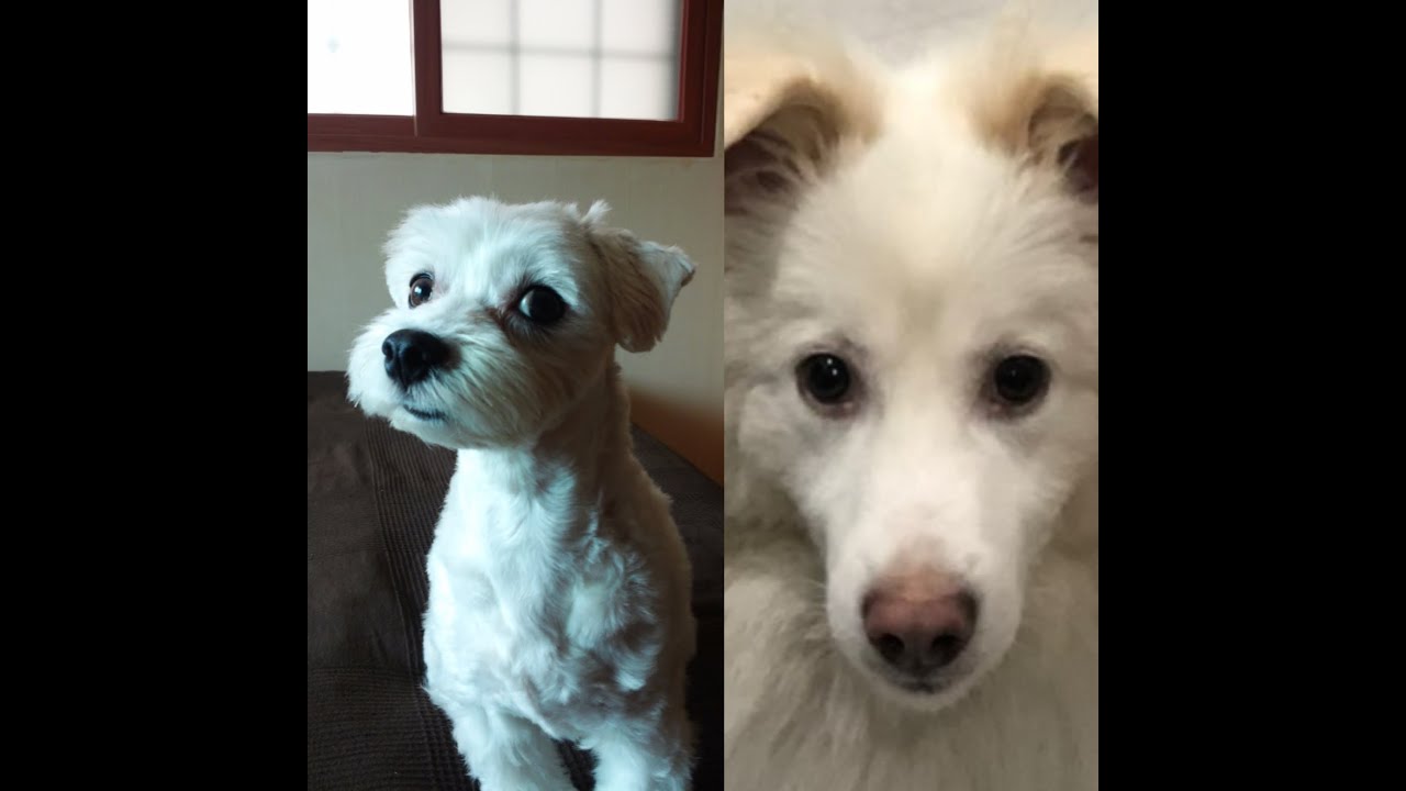 Taro and Toto - YouTube