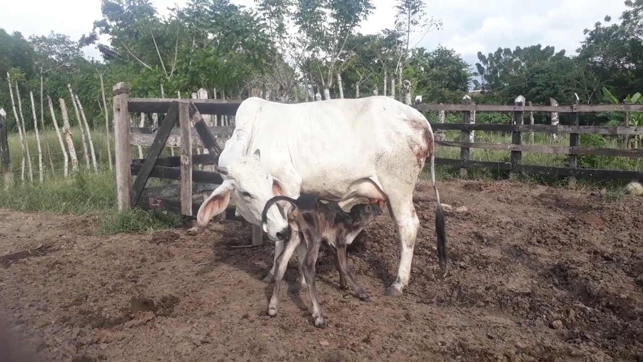 vaca recién parida - YouTube