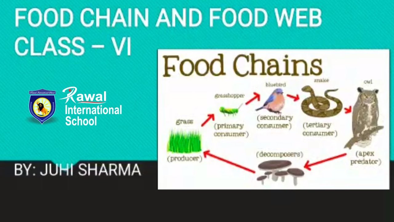 Class -VI, Subject- Science, Topic - Food Chain, Rawal International ...