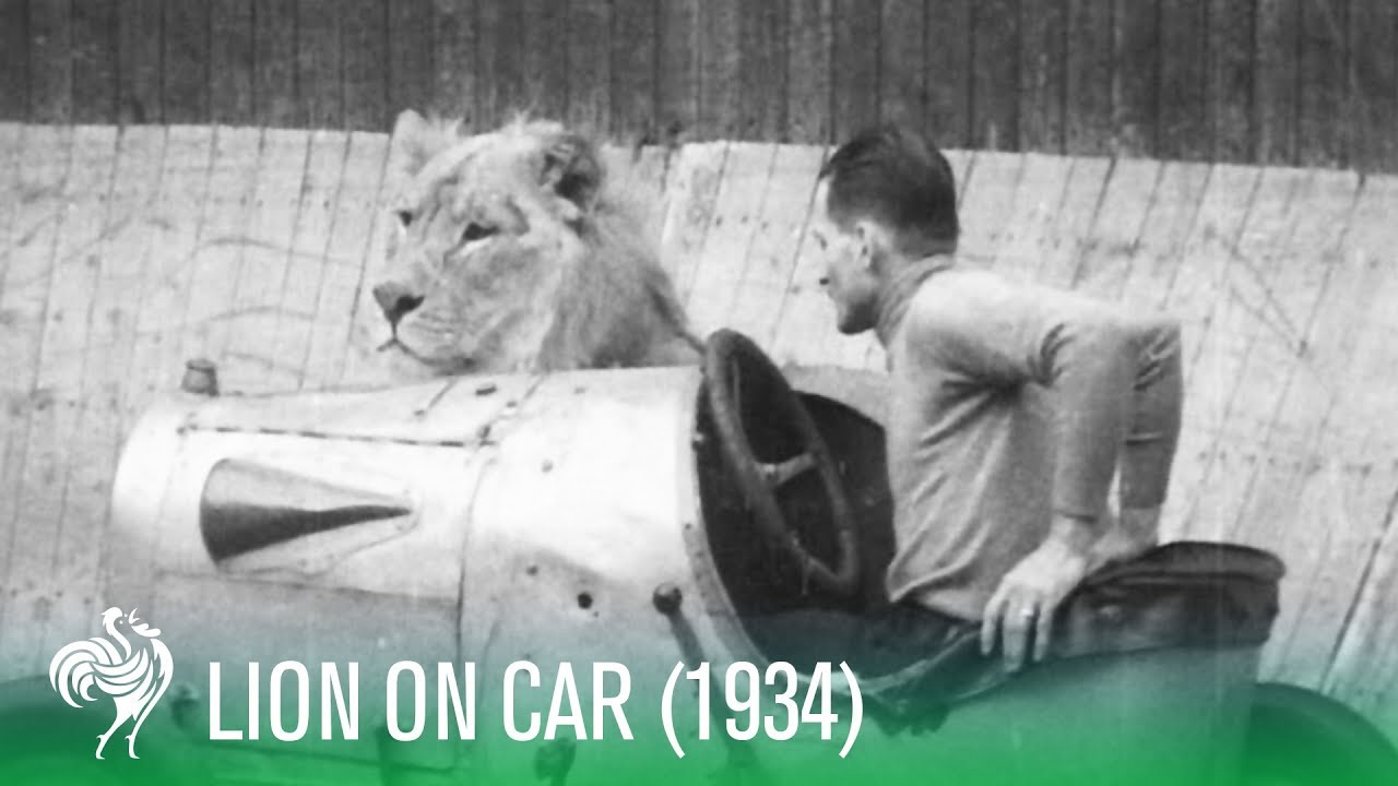 Lion On Car Rides "The Wall of Death" (1934) | Sporting History - YouTube