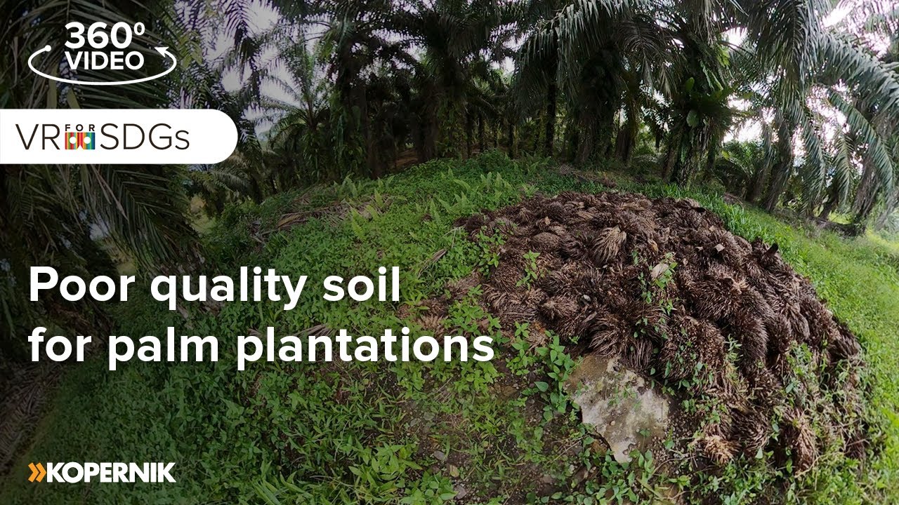 Poor quality soil for palm plantations - YouTube