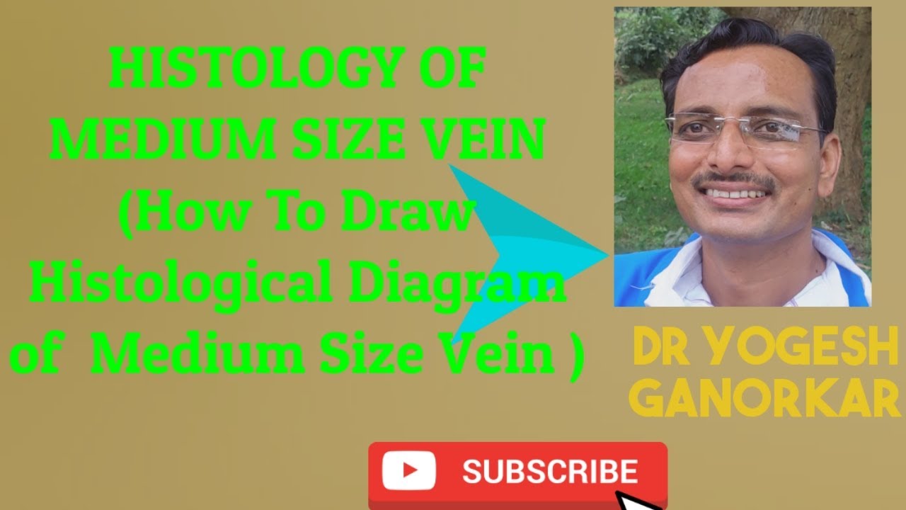 HISTOLOGY OF MEDIUM SIZE VEIN / HOW TO DRAW HISTOLOGICAL DIAGRAM OF ...