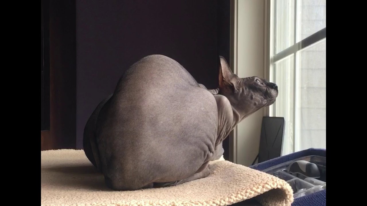 Sphynx kitty cat back crinkles - YouTube