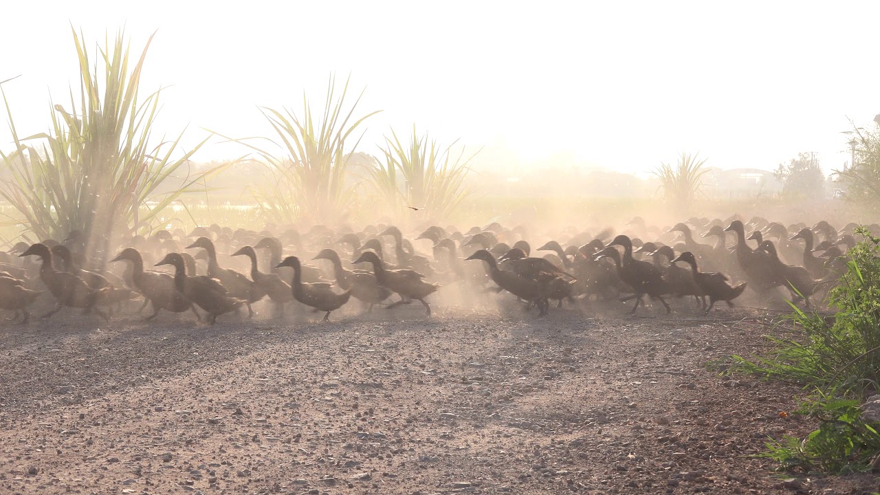 3000 dusty ducks stampede across a road. - YouTube