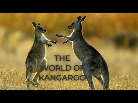 What Is The Big Red Kangaroos Ecosystem Like