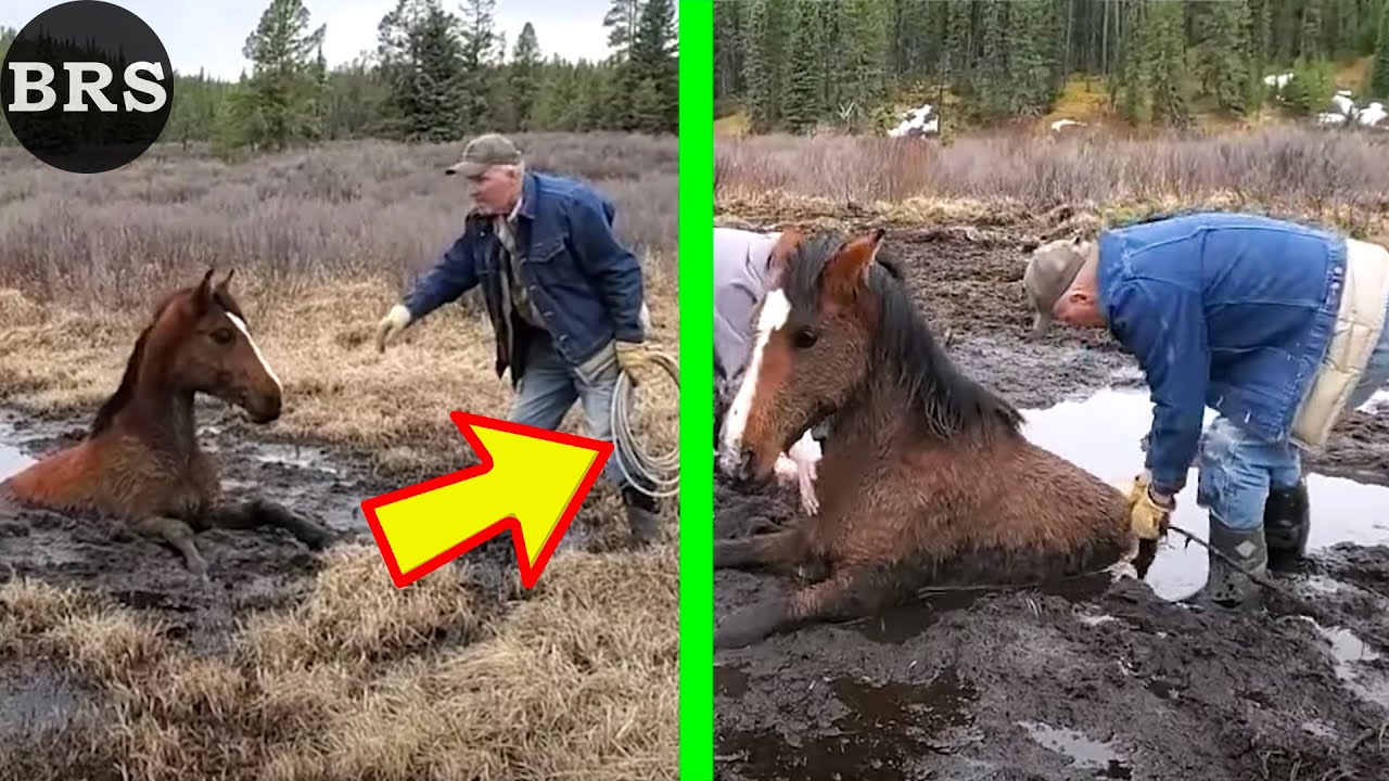 🔥 40 Animals That Ask People For Help And Kindness | Faith In Humanity ...