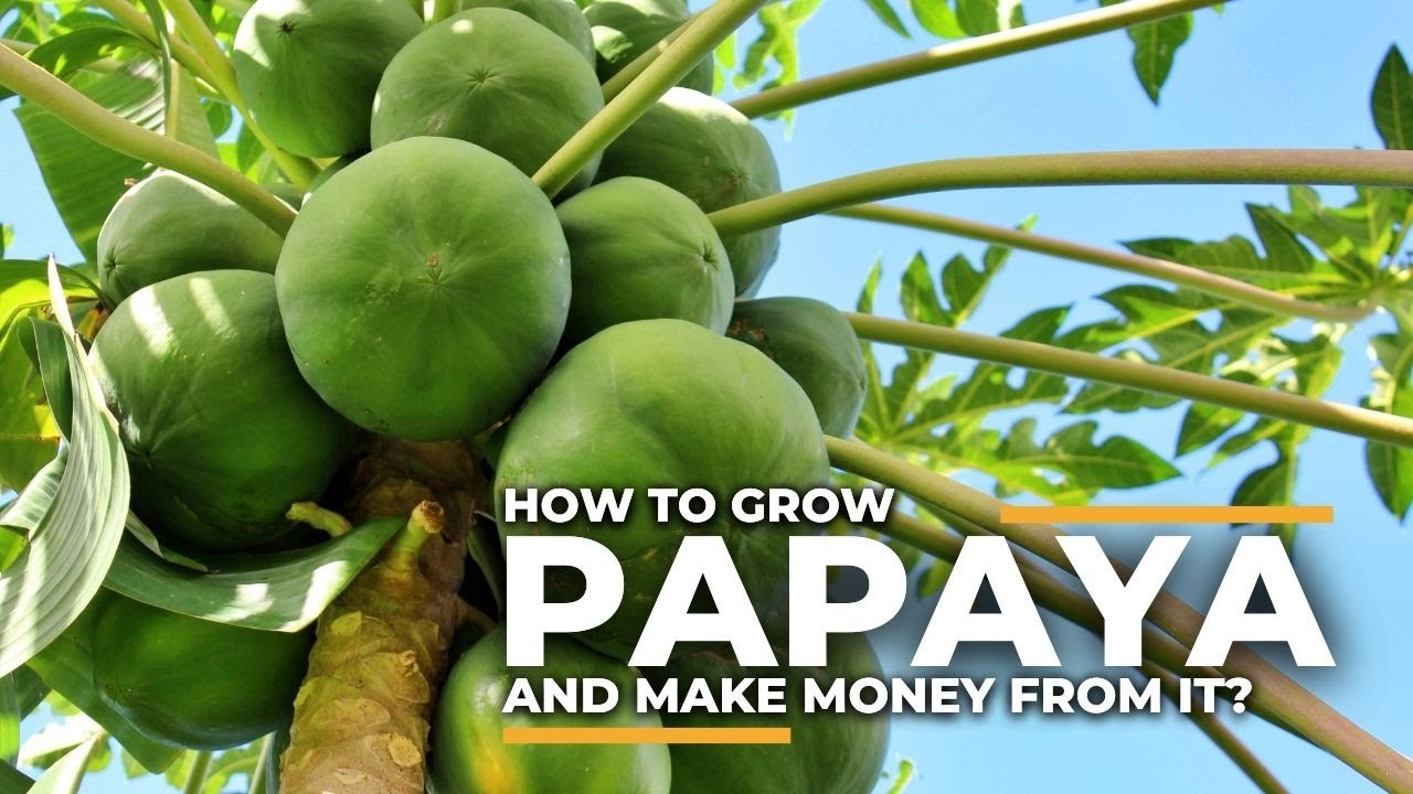 Agribusiness : How To Grow Papaya & Make Money From It? - YouTube