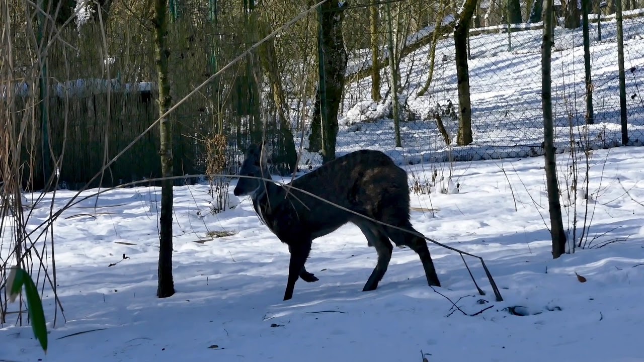 Das Moschustier im Tiergarten Nürnberg - YouTube