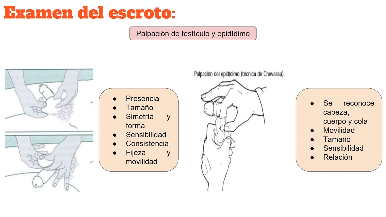 Evaluación genitales masculinos- Grupo 15 - YouTube