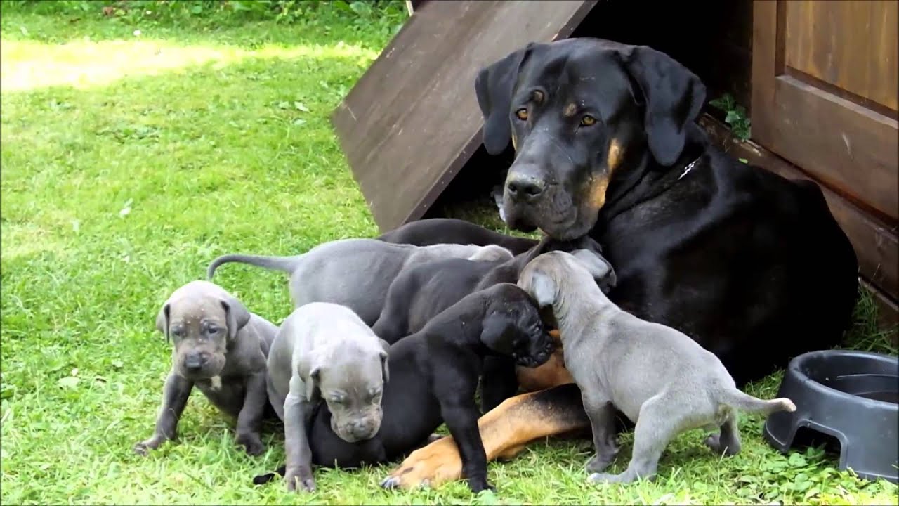 ultime doggen 4 generation 2014 litters - YouTube