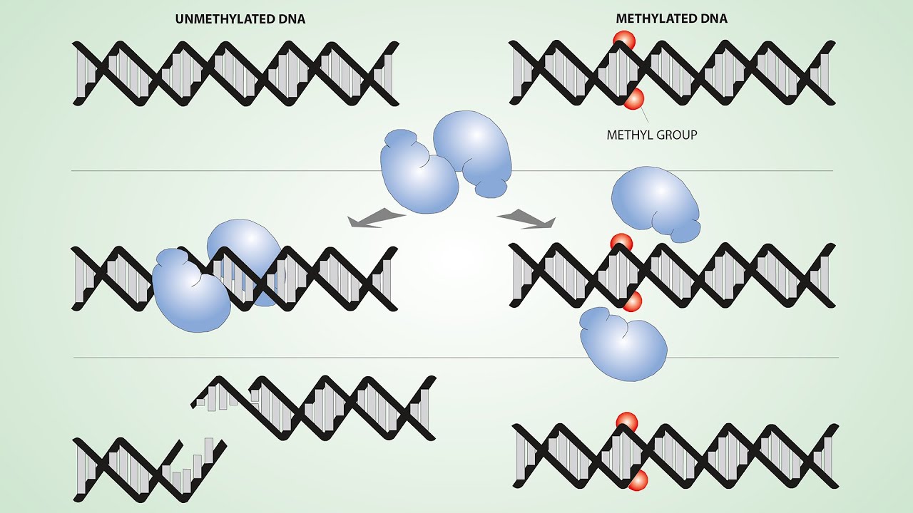 DNALC Short: Introduction to DNA Methylation - YouTube