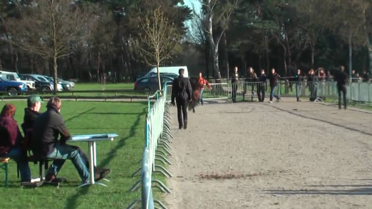 Storkur van `t Groote Veld, NL 2010 Breeding - YouTube
