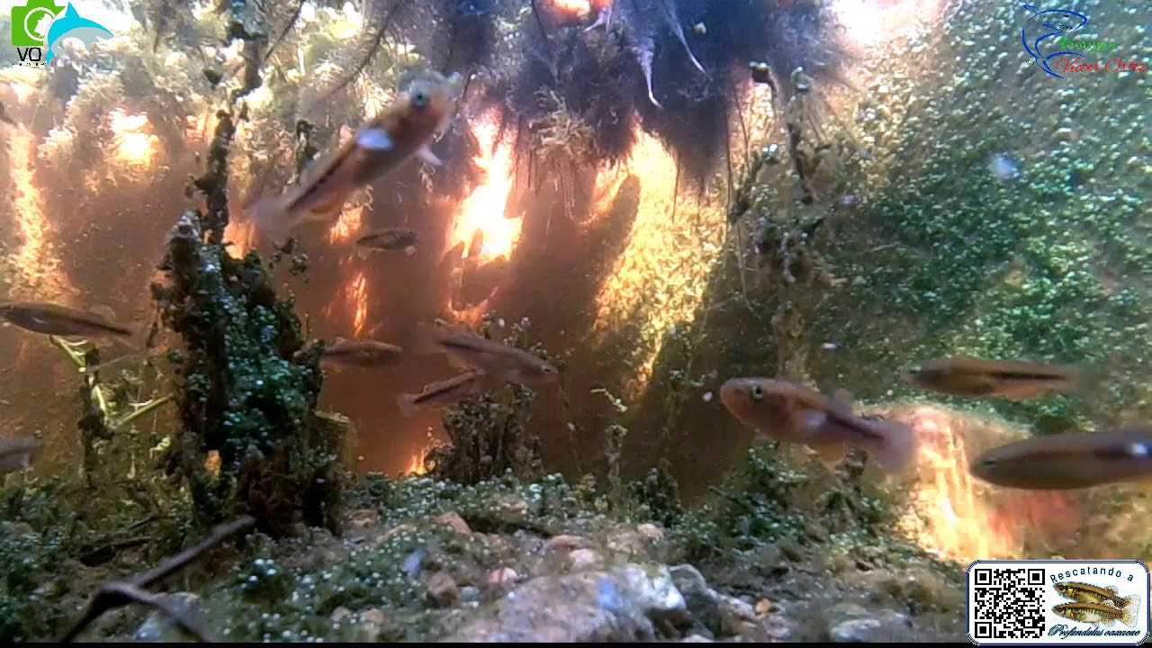 Profundulus mixtlanensis in artificial ponds - YouTube