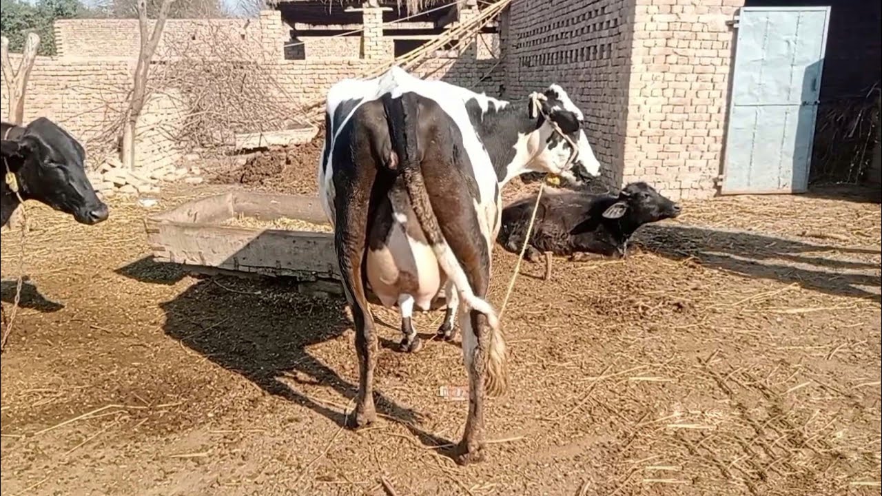 Beautiful Cholistani frezn krass cow's for sale in Pakistan 03456414876 ...
