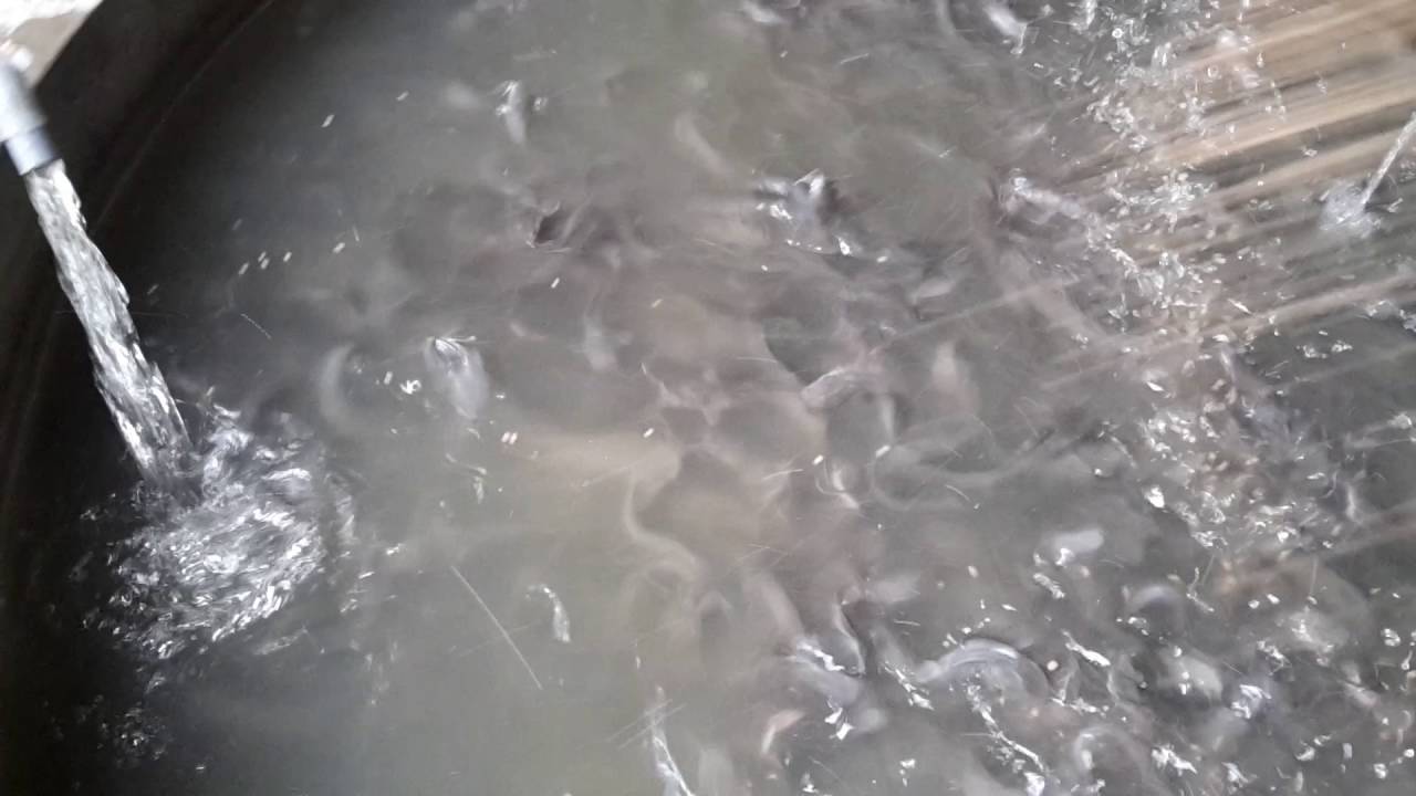 LELE BIOFLOK USIA 3 MINGGU - YouTube