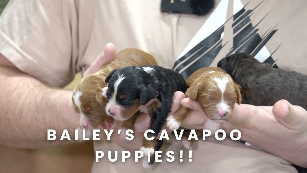 Bailey & Miles F1 Cavapoo Puppies | Litter Reveal! - YouTube