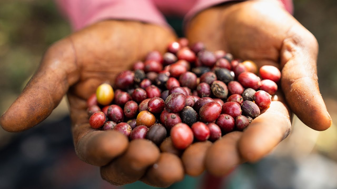 Bees, biodiversity and Robusta coffee - YouTube