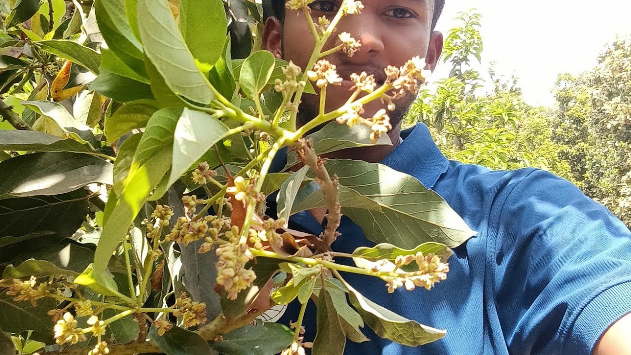 avocado ke flowers kese hote hai #9825747666 #viral - YouTube