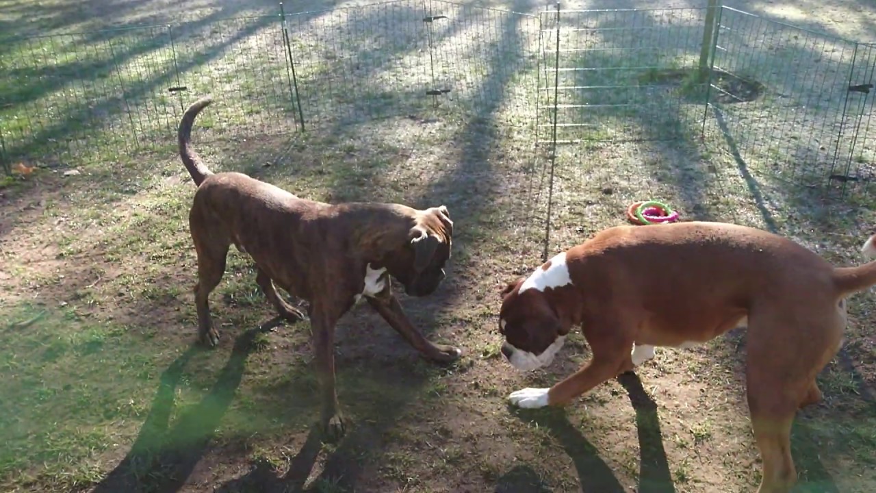 Boxer Rex finds a valuable treasure but loses it - and an update about ...