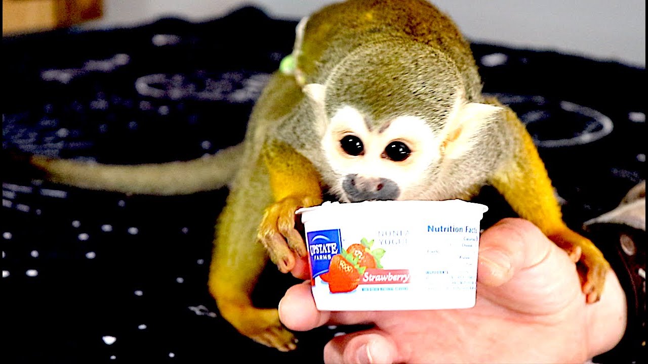 Baby Monkey oLLie Loves Strawberry Yogurt! - YouTube
