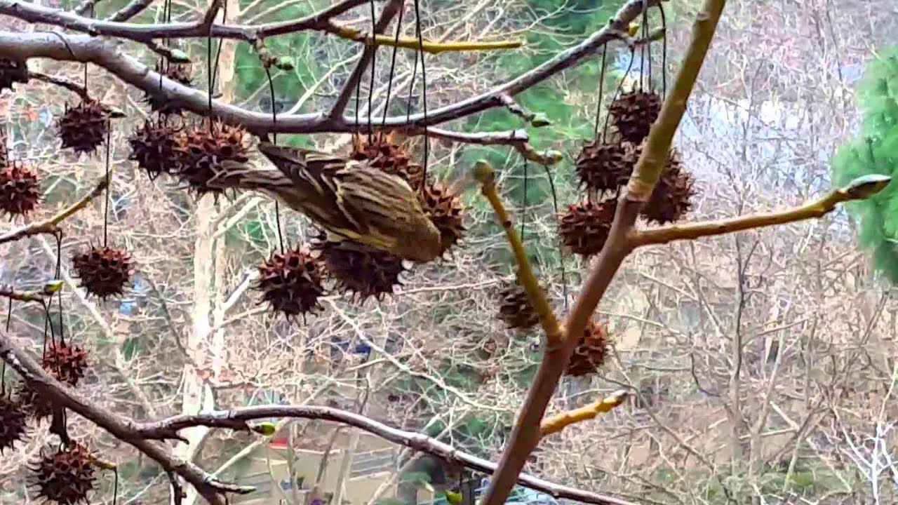 Birds eating from tree seed pods - YouTube