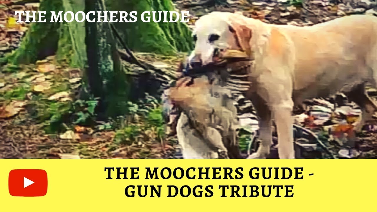 A tribute to gun dogs 2019 - YouTube