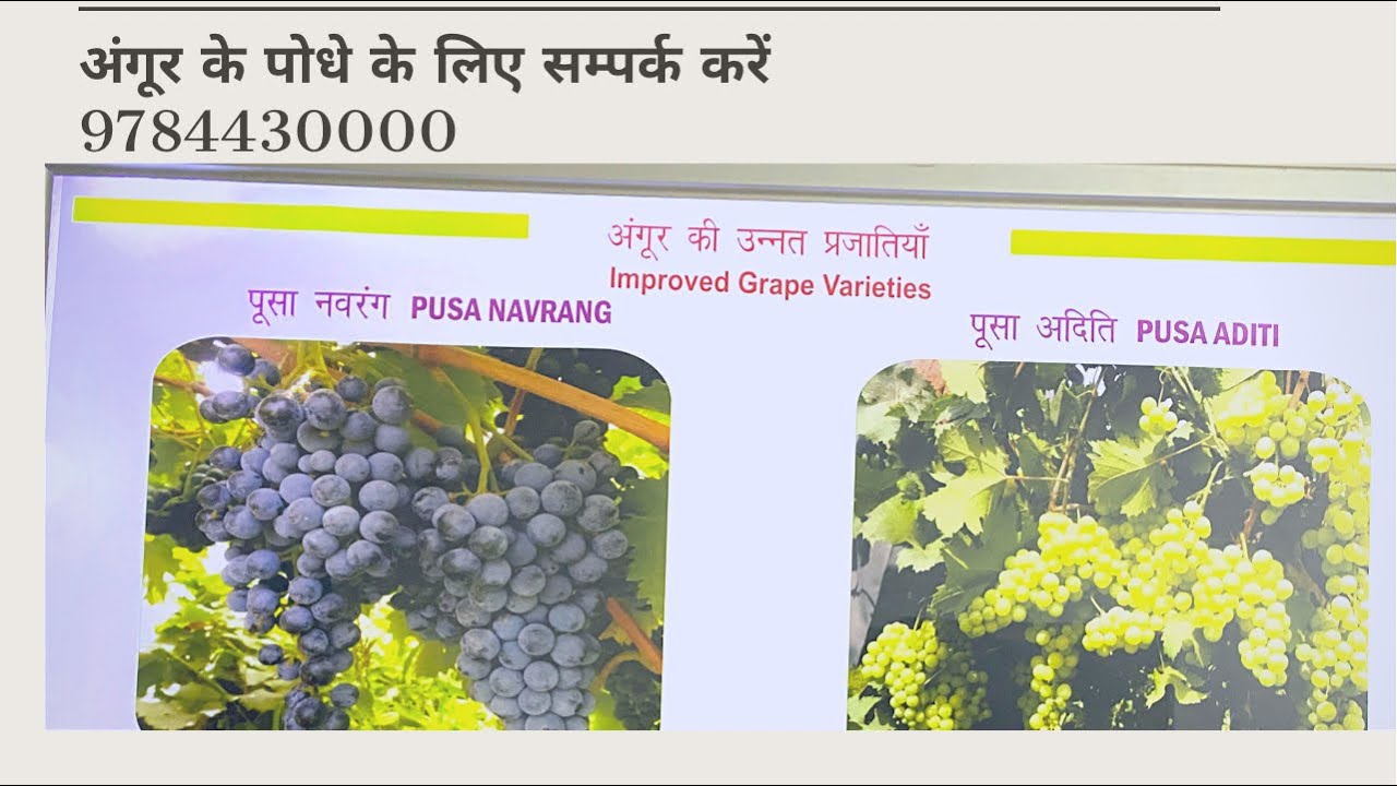 ICAR PUSA Grape New Varieties , पूसा दिल्ली की अंगूर की नई क़िस्मों को ...