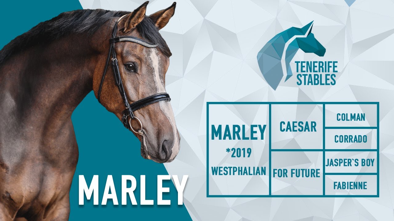 ***SOLD*** Marley, 2019 gelding, hunter/jumper prospect - YouTube