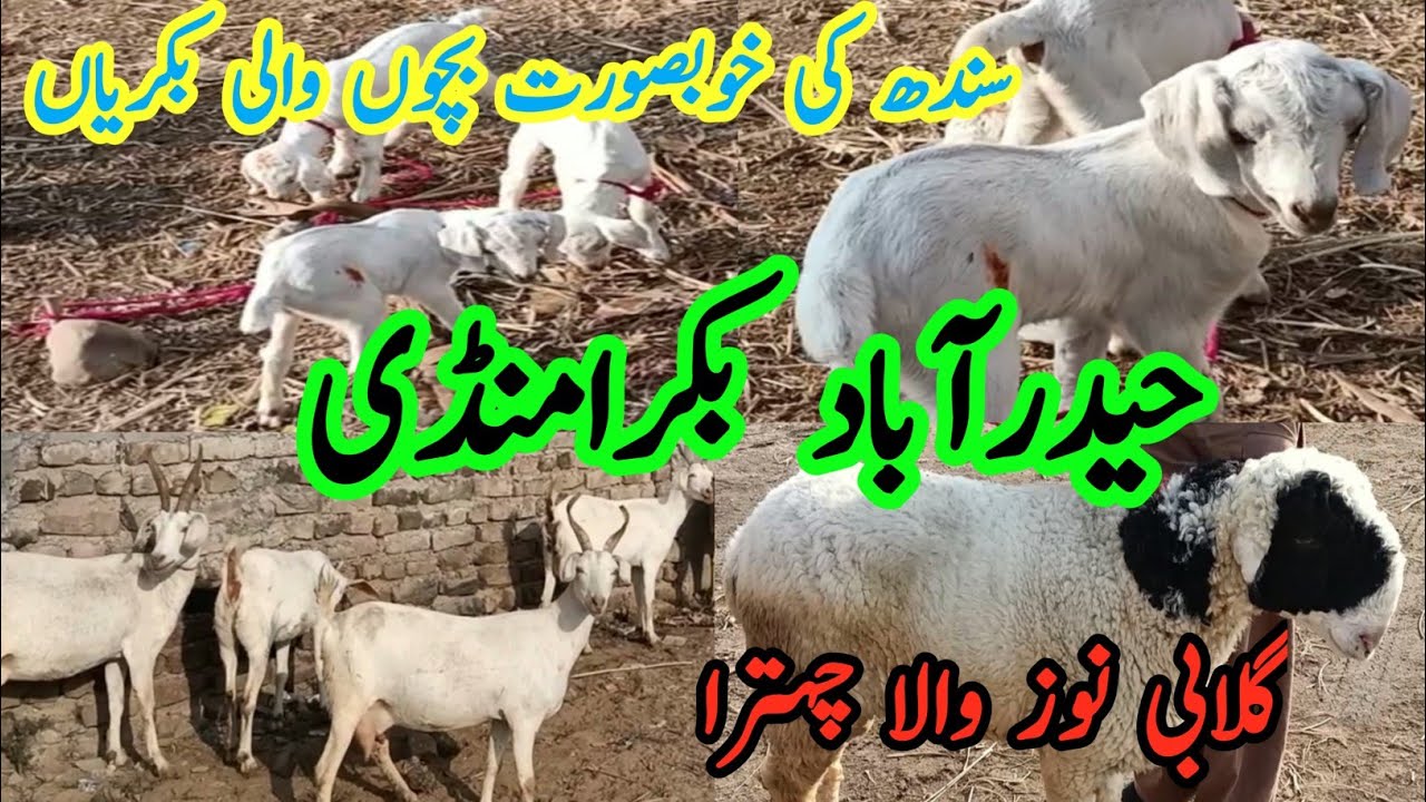 White Tapri goat breed and Golden tapri goat breed in bakra mandi rates ...