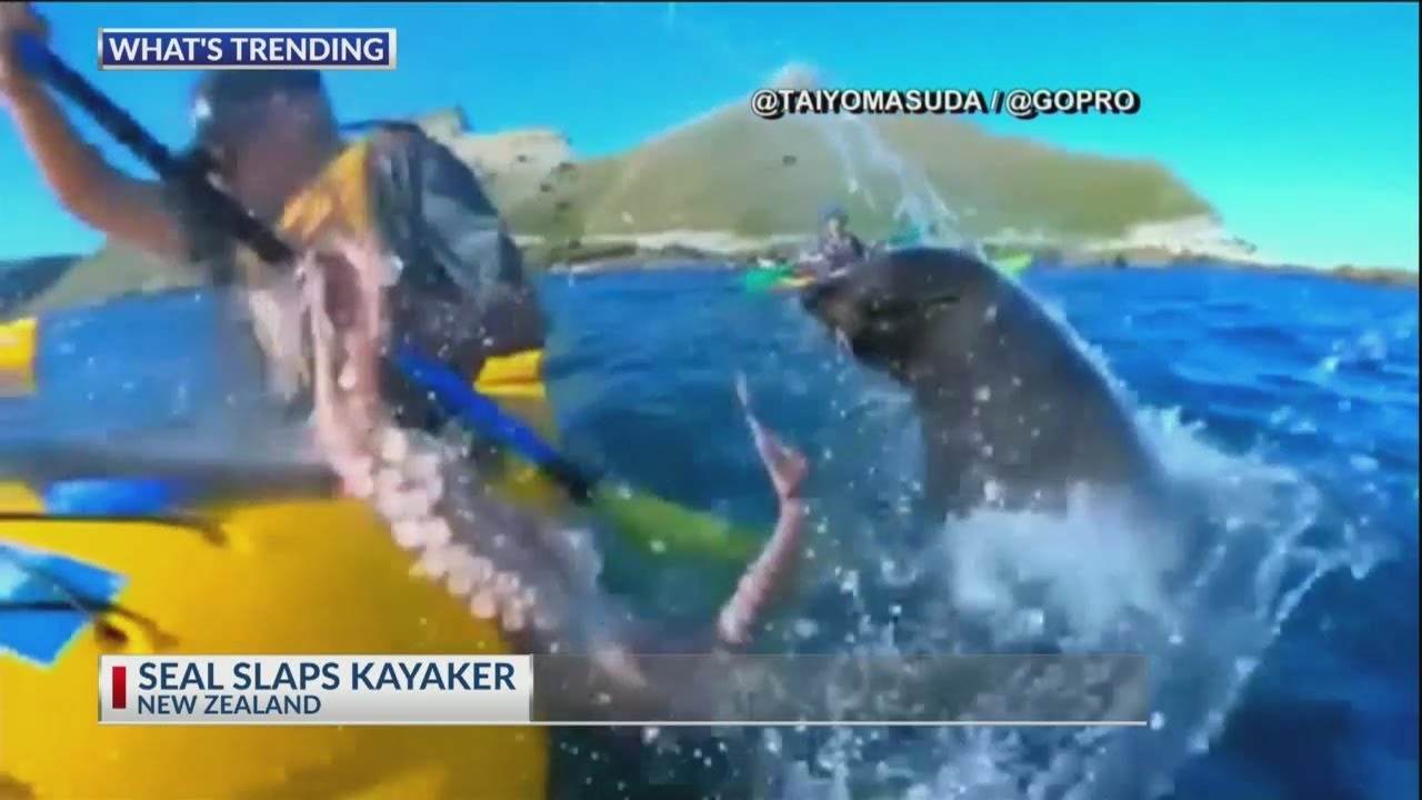 VIDEO: Seal slaps kayaker with octopus - YouTube