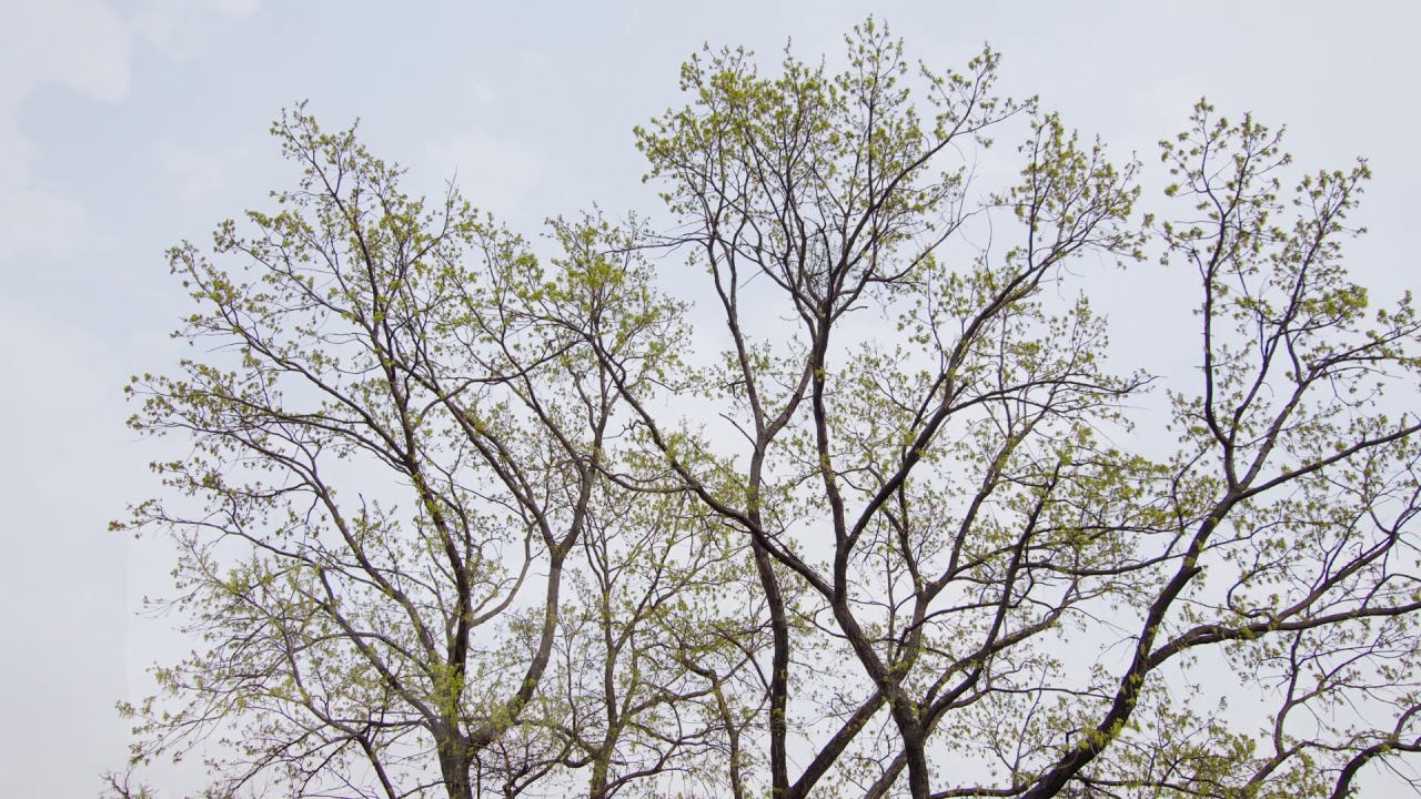 Winter to Spring Seasonal Time-Lapse Change on a Large Oak Tree - YouTube