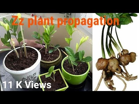 Propagation of Zz plant | zz plant propagation | propagation | zz plant ...
