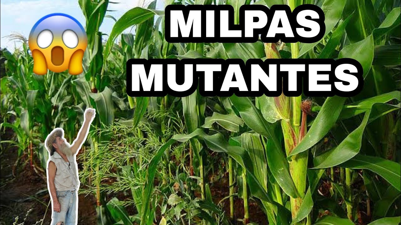 LAS MILPAS MÁS GRANDES DEL MUNDO - YouTube