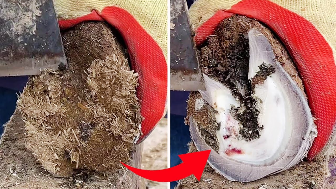 There are blood blisters on the bottom of the donkey hoof, poor! 【Black ...