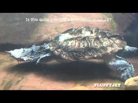 Prehistoric Creature Found Alive? Beautiful RARE Sighting of Strange ...