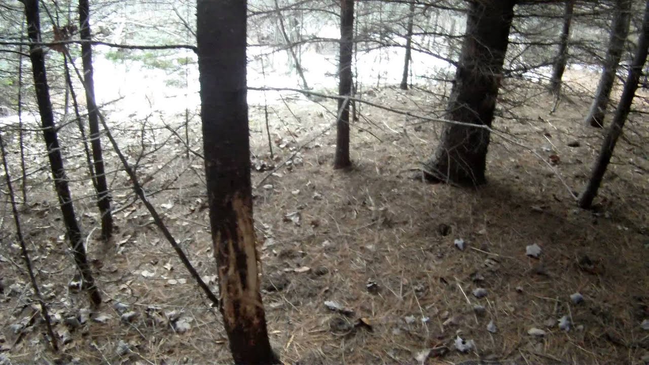Ripped up tree next to gut pile double trap set - YouTube