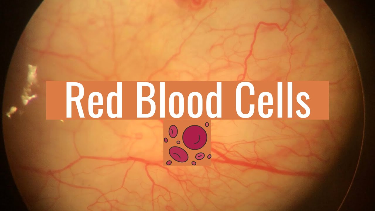 This is How Red Blood Cells travel through Your Blood Vessels!! - YouTube