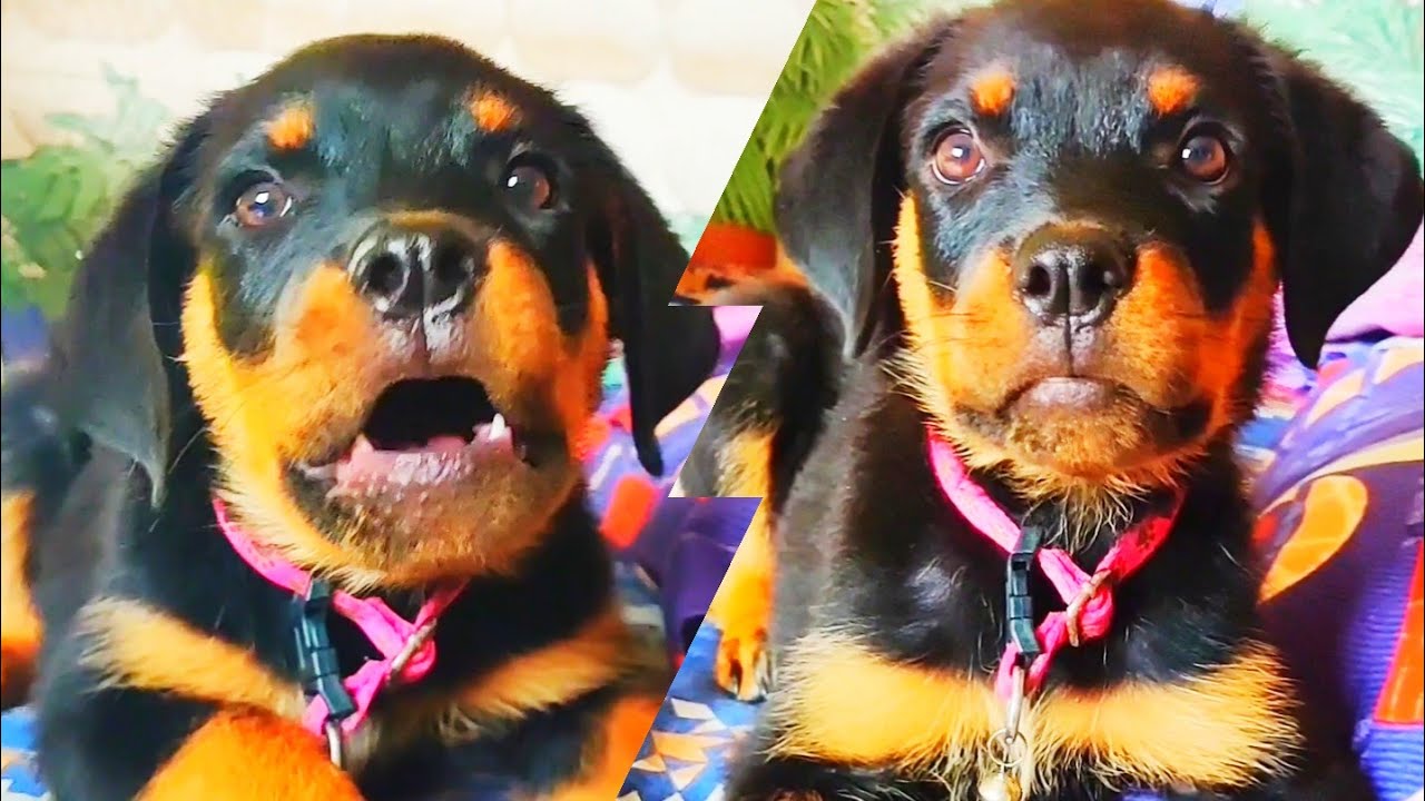 Rottweiler love 💕 - YouTube