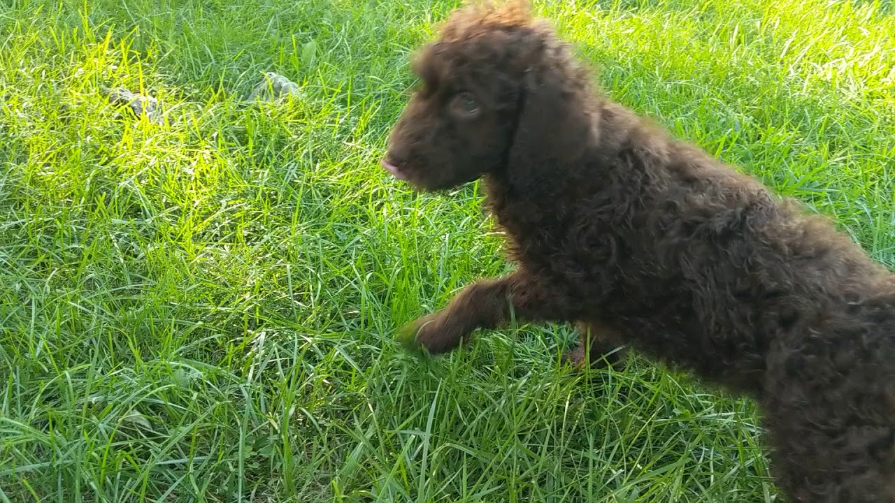 Standard chocolate Labradoodle - YouTube