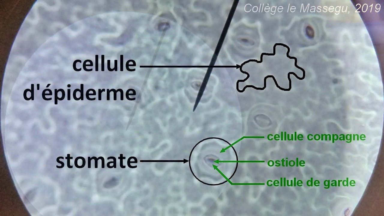 TP SVT : Empreinte foliaire et stomates - YouTube