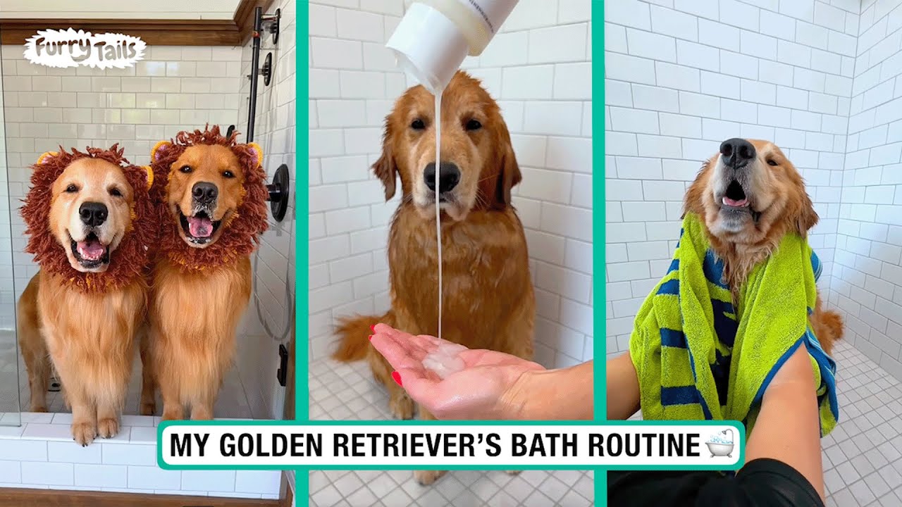 Cute golden retriever spa day! 🧖‍♀️ 🛁 🐶 🎥: tuckerbudzyn - YouTube