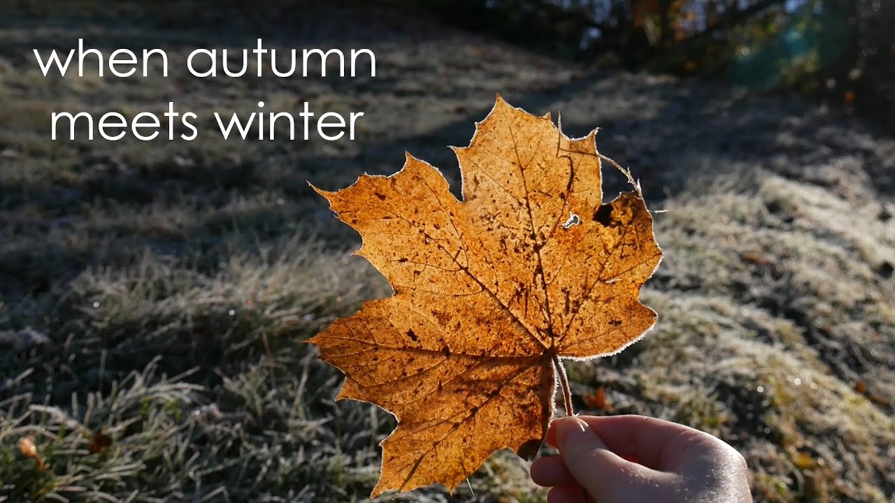 November: when autumn meets winter - cinematic / cinematography epic ...