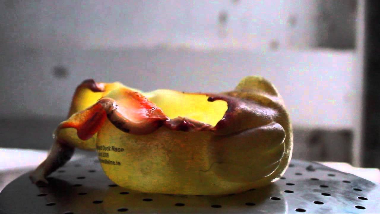 Duck Melting 3.0 - YouTube