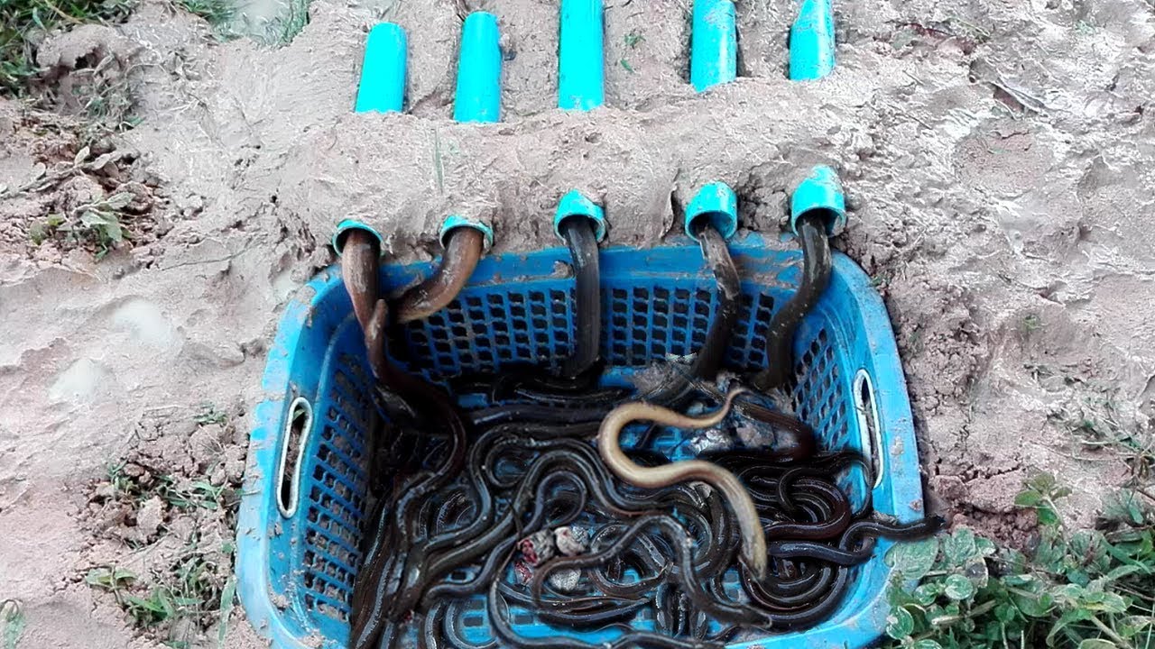 Awesome! Extremely Creative Eel Trap - Smart Boy Creative Eel Trap By 5 ...