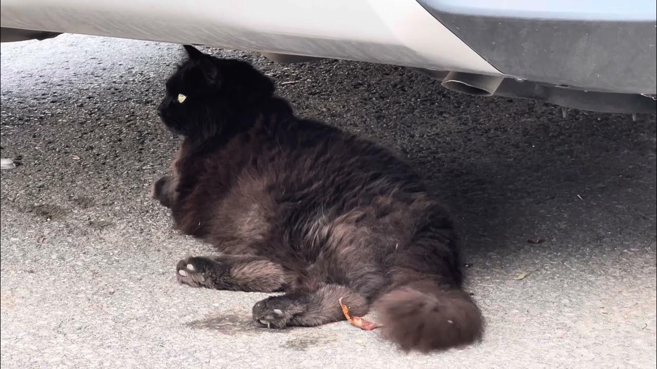 Beautiful Cat ( 2068 ) - YouTube