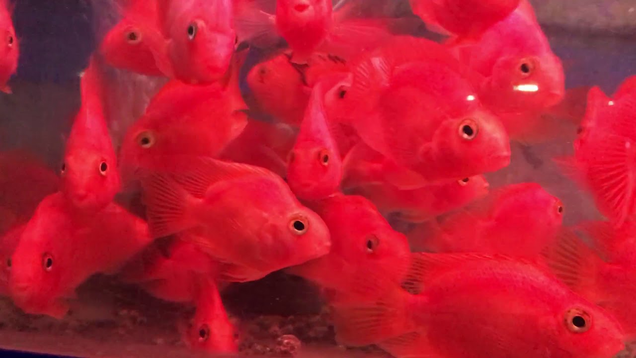 Red parrot red mammon - YouTube